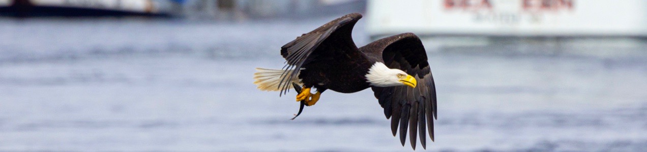 Alaska Sitka–St. Lazaria Island National Wildlife Refuge | Strabo Photo ...